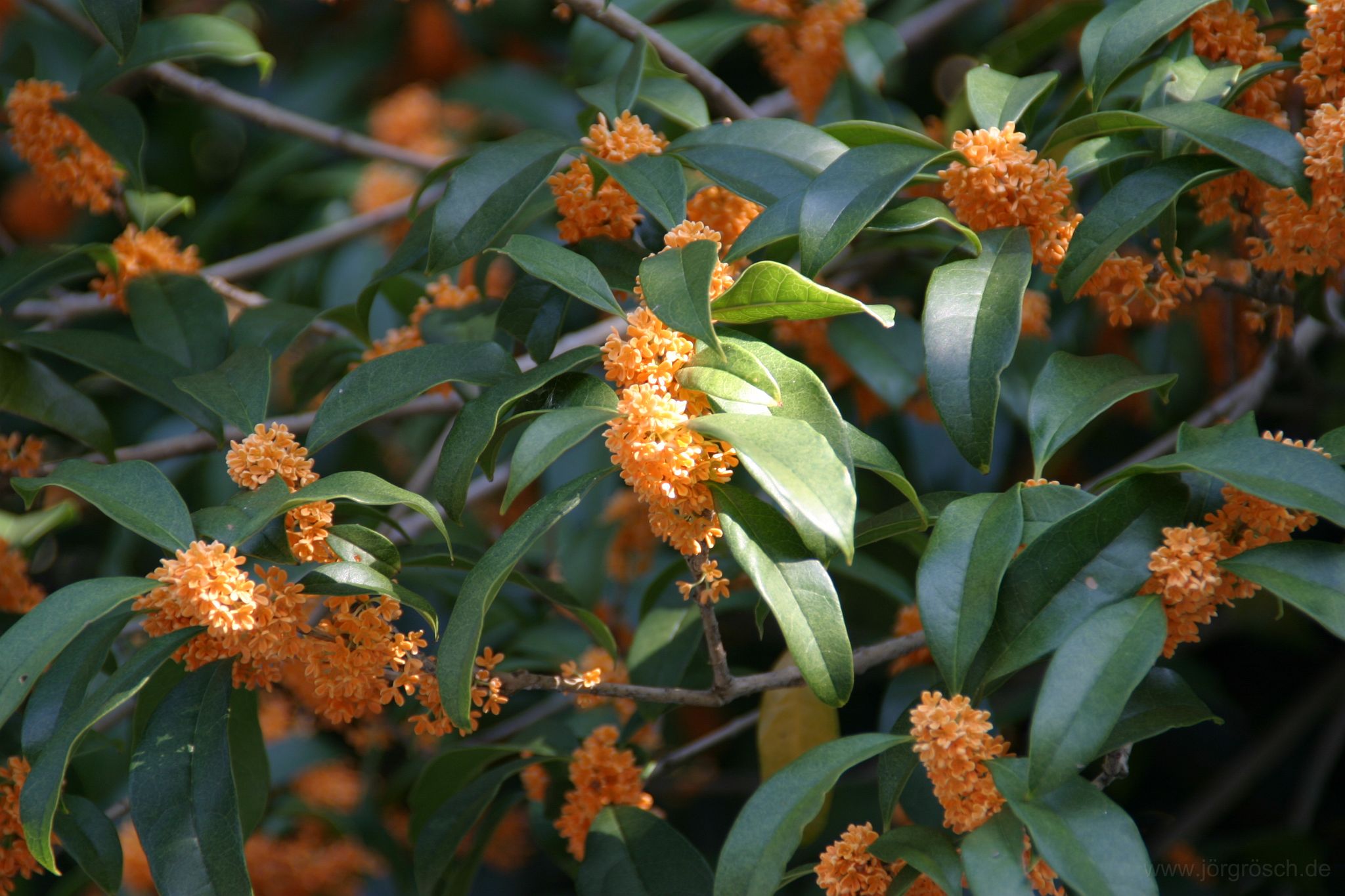 aktuell/20071010 kinmokusei